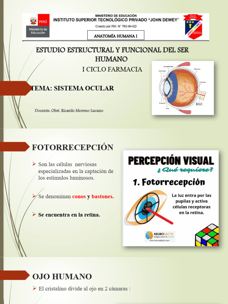 Sistema Ocular | PDF | Ojo humano | Percepción visual