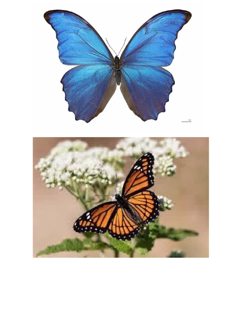 Mariposa S | PDF