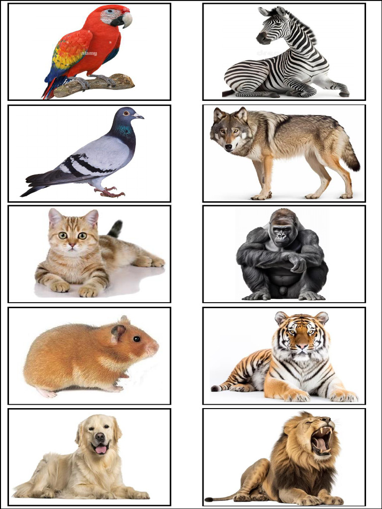 animal | PDF