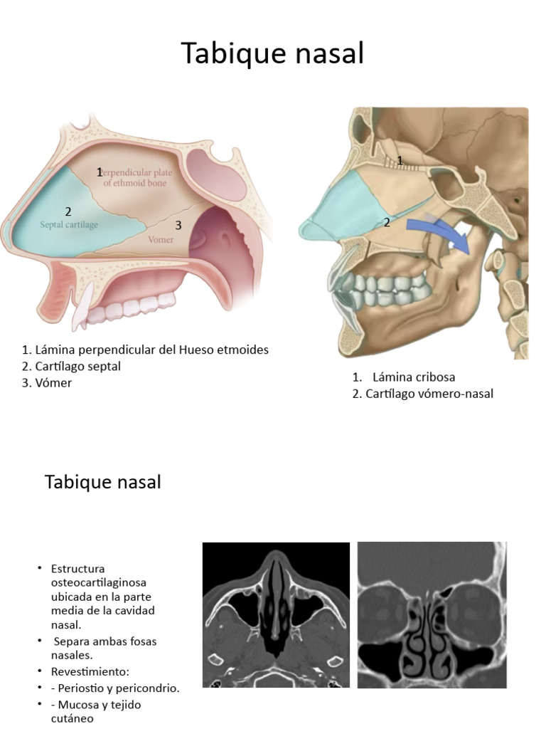 Tabique Nasal | PDF