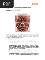 Función y Anatomía del Músculo Mentoniano | PDF | Cara | Anatomía humana