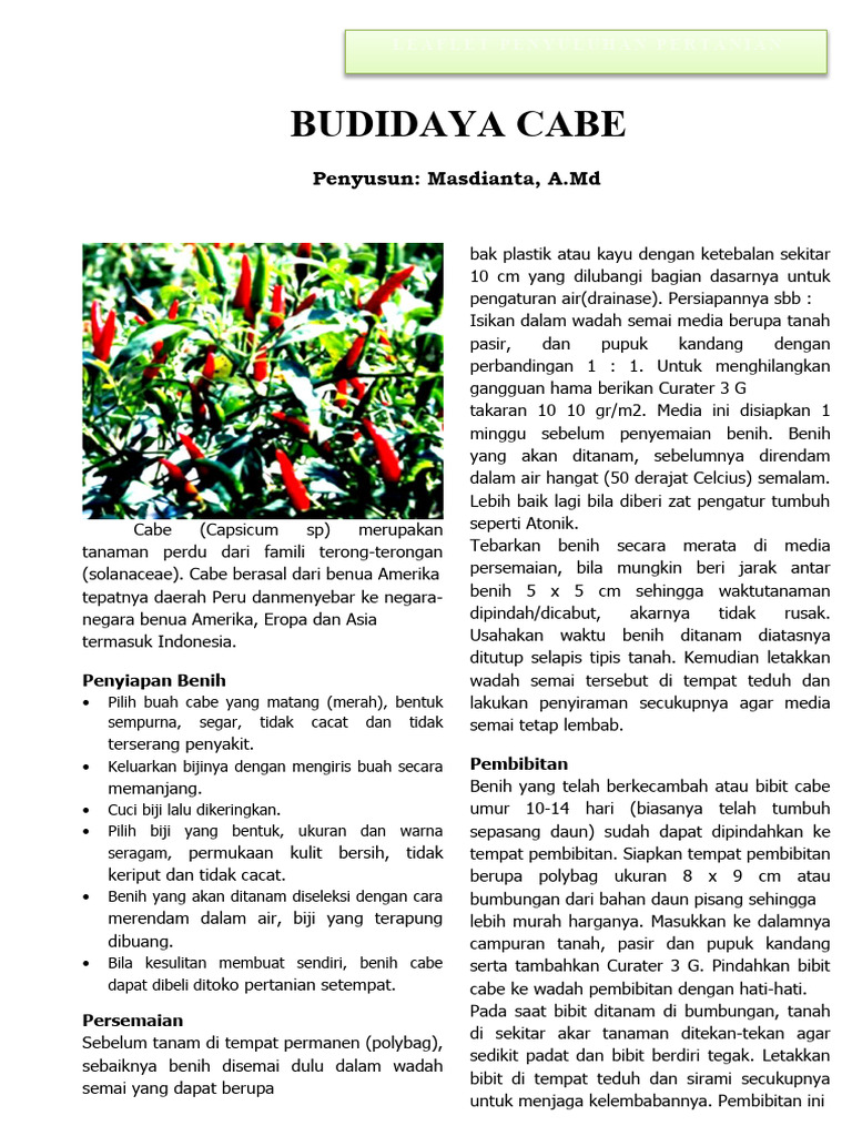 Budidaya Cabe | PDF