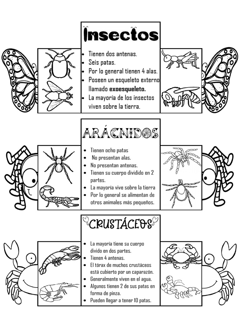 Características de Invertebrados | PDF
