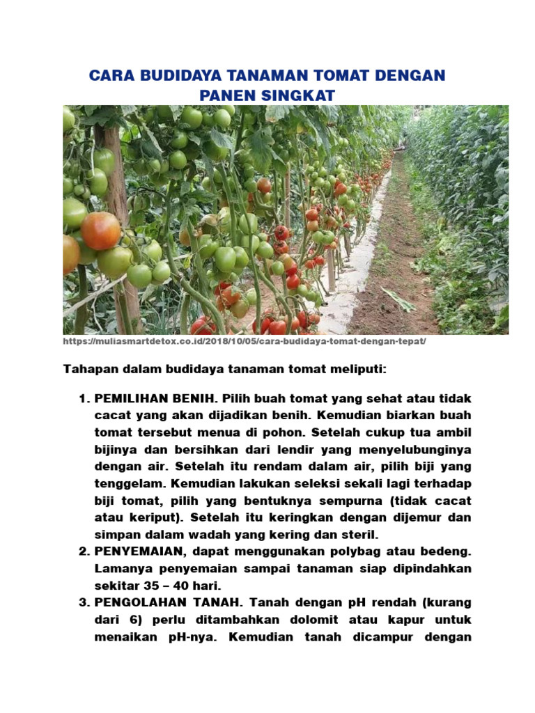 Budidaya Tomat | PDF | Griya & Taman