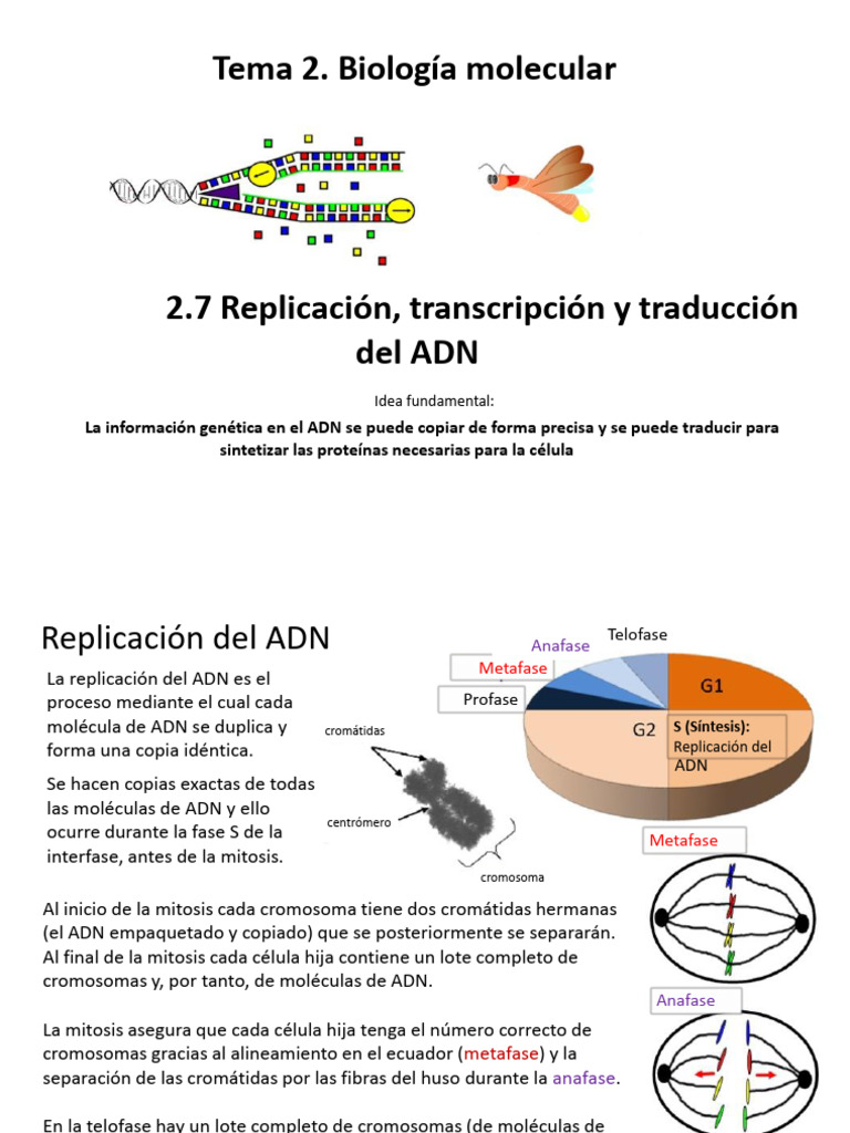 2 - 7 - Replicación - Transcripción y Traducción Del ADN | PDF | Rna | Adn