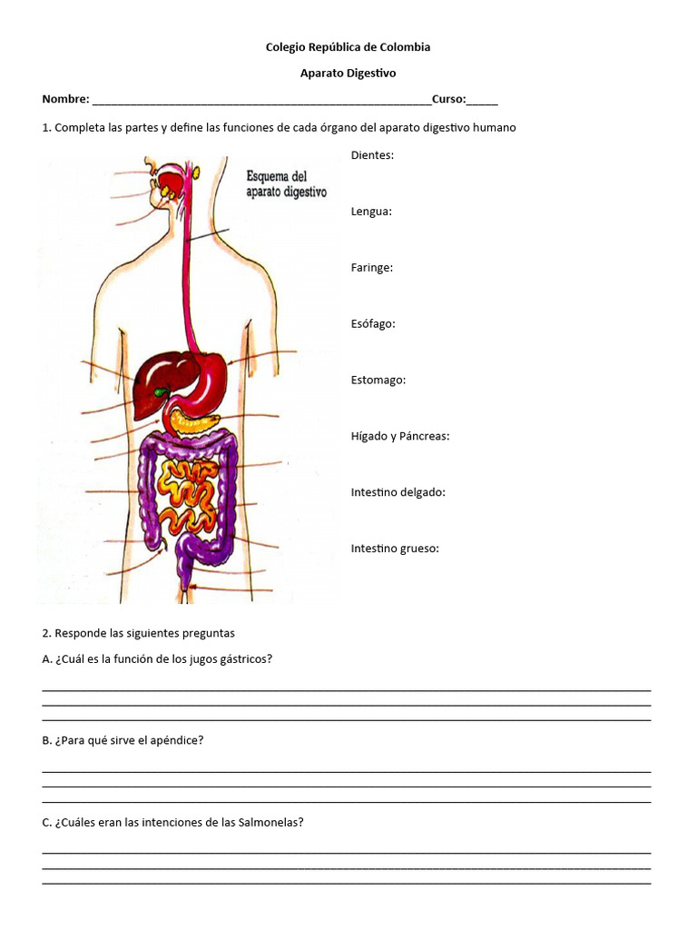 Partes y Funciones del Aparato Digestivo | PDF