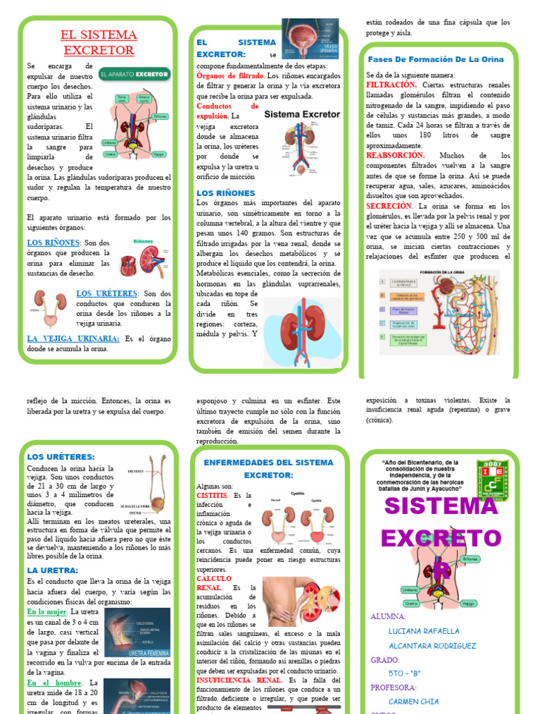 TRIPTICO Sistema Excretor | PDF | Sistema urinario | Riñón