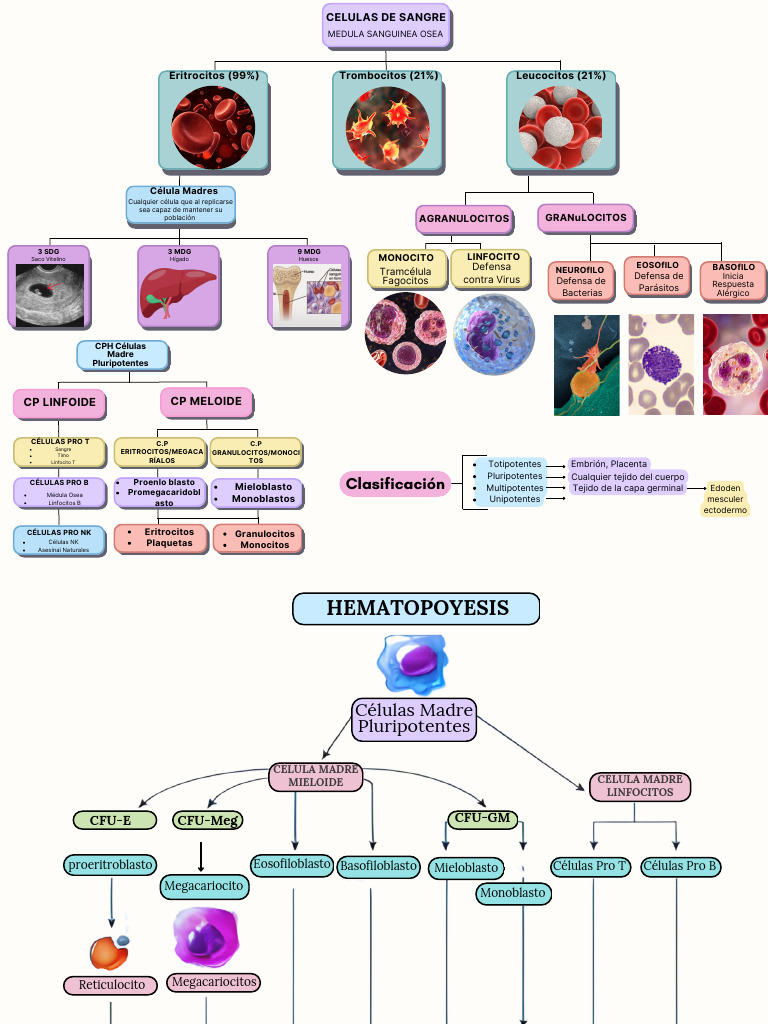 Hematopoyesis Pdf Potencia Celular Hematopoyesis