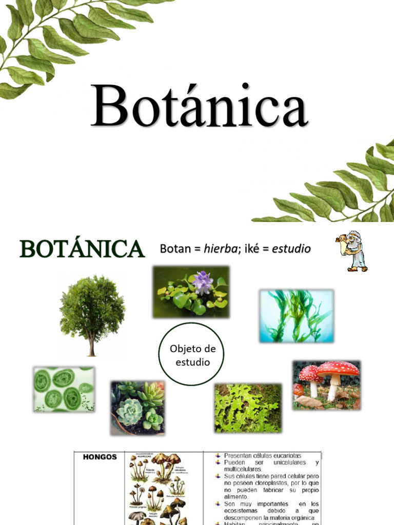 PDF de PPT Introducción A La Botánica | PDF | Ciencia y matemáticas