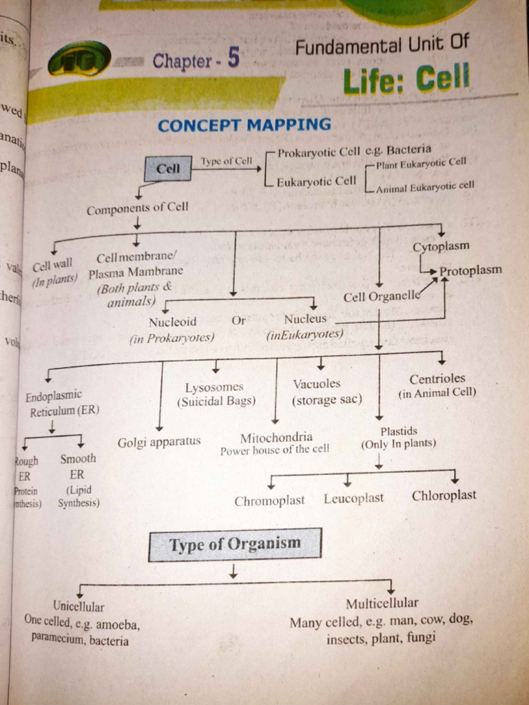 Fundamental Unit of Life Cell | PDF | Cell (Biology) | Osmosis