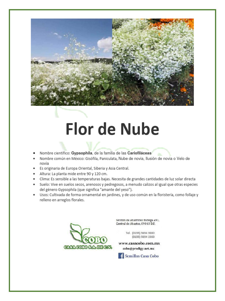 Flor de Nube | PDF
