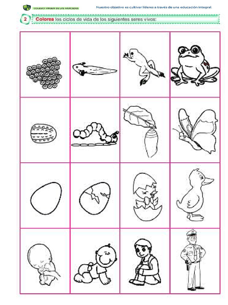 Ficha Ciclo de Vida Seres Vivos | PDF