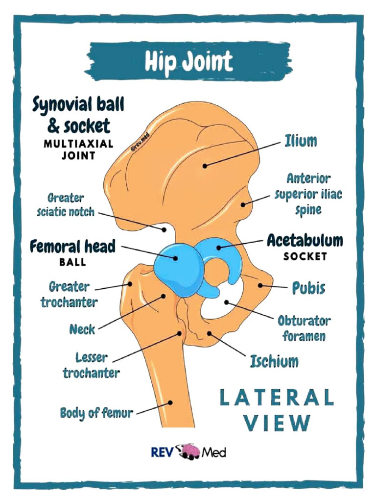 Lower Limb Anatomy | PDF | Human Leg | Pelvis