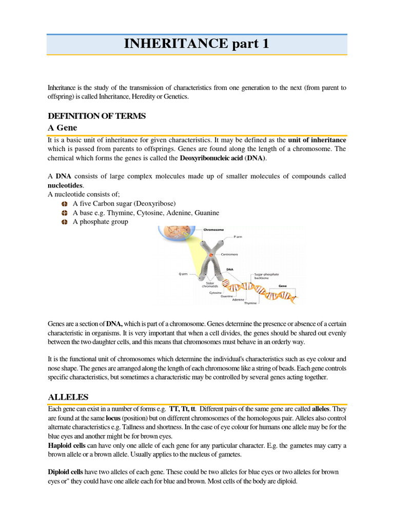 Inheritance part 1 | PDF | Zygosity | Gene Inheritance part 1 | PDF | Zygosity | Gene