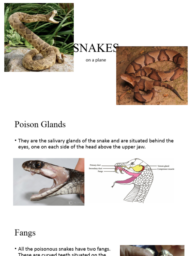 Snakes | Download Free PDF | Snake