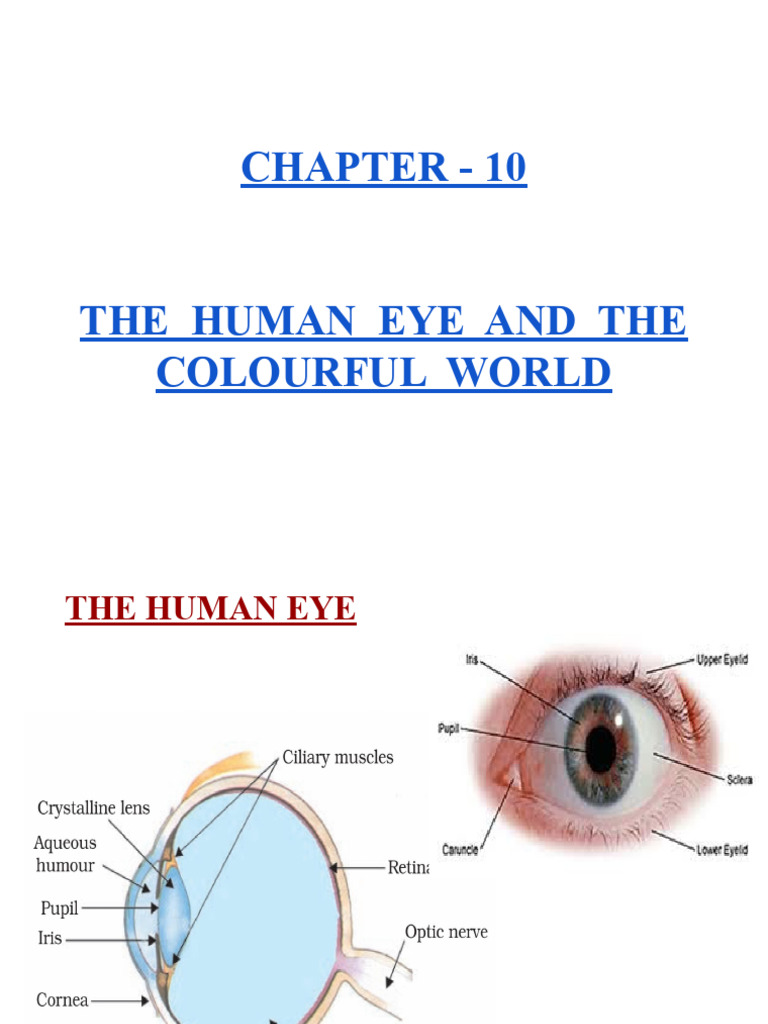 LIGHT-HUMAN EYE AND THE COLOURFUL WORLD | PDF | Eye | Human Eye