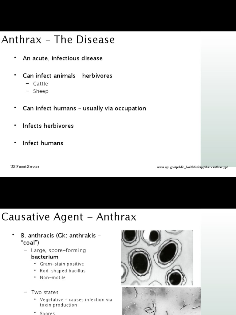 Antrax | PDF | Anthrax | Infection