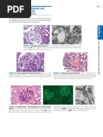 Urine Sediment Atlas: Key Points | PDF | Medical Specialties | Clinical ...
