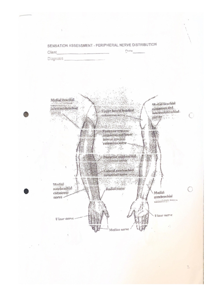 Sensation Assessment | PDF
