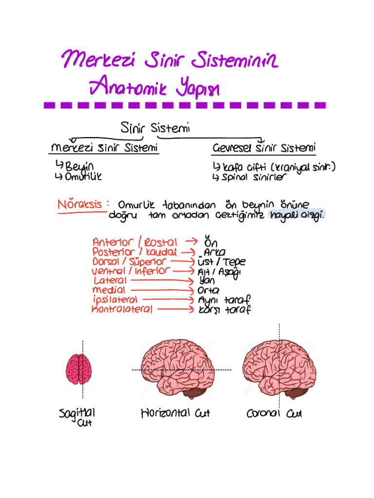 Sinir sistemi anatomisi | PDF
