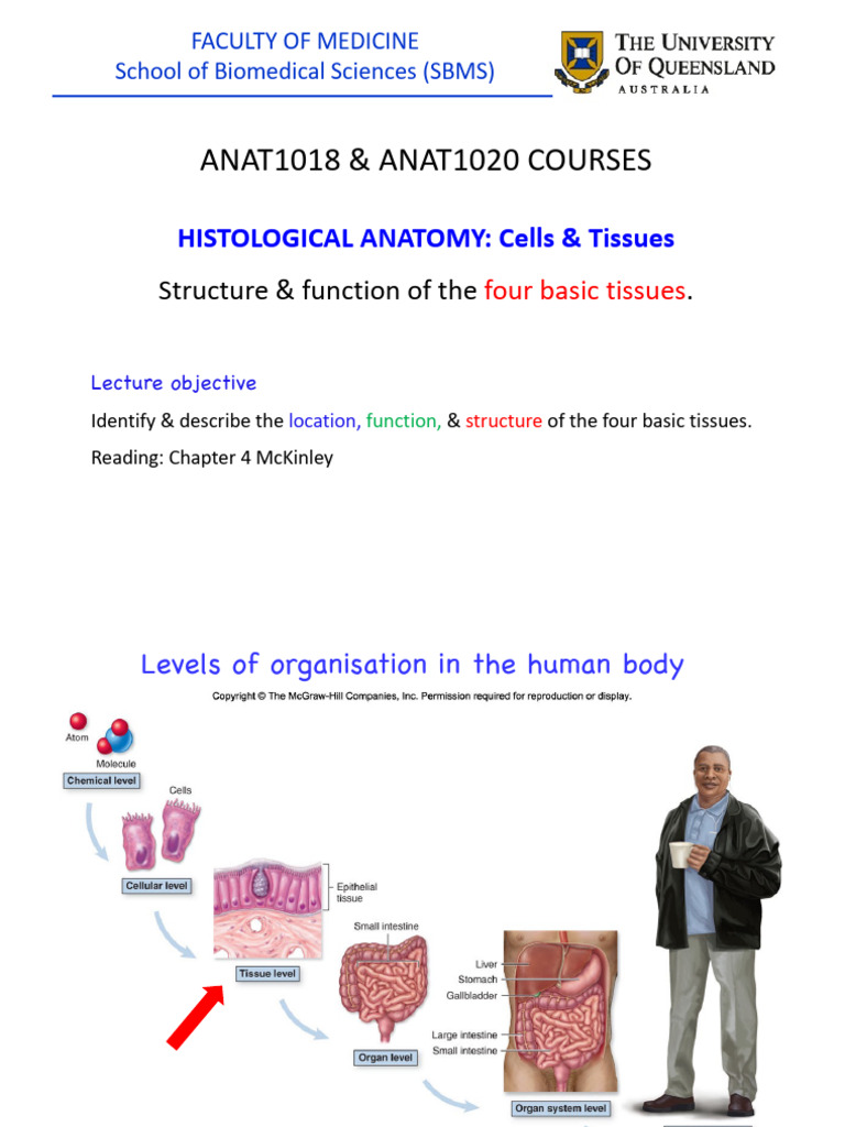 L02a ANAT1020 2024 Cells-Tissues | PDF | Connective Tissue | Tissue (Biology)