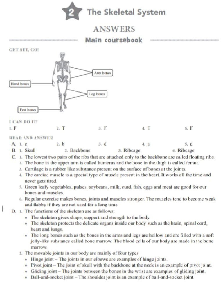 Skeletal Notes 2024 | PDF