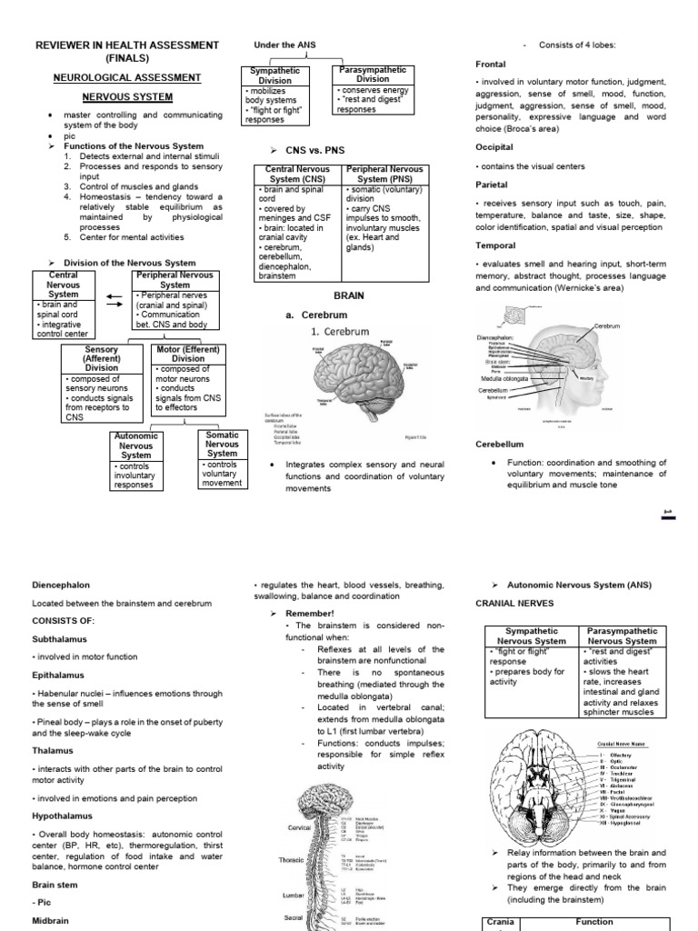 Health Assessment Reviewer Finals | PDF | Central Nervous System ...