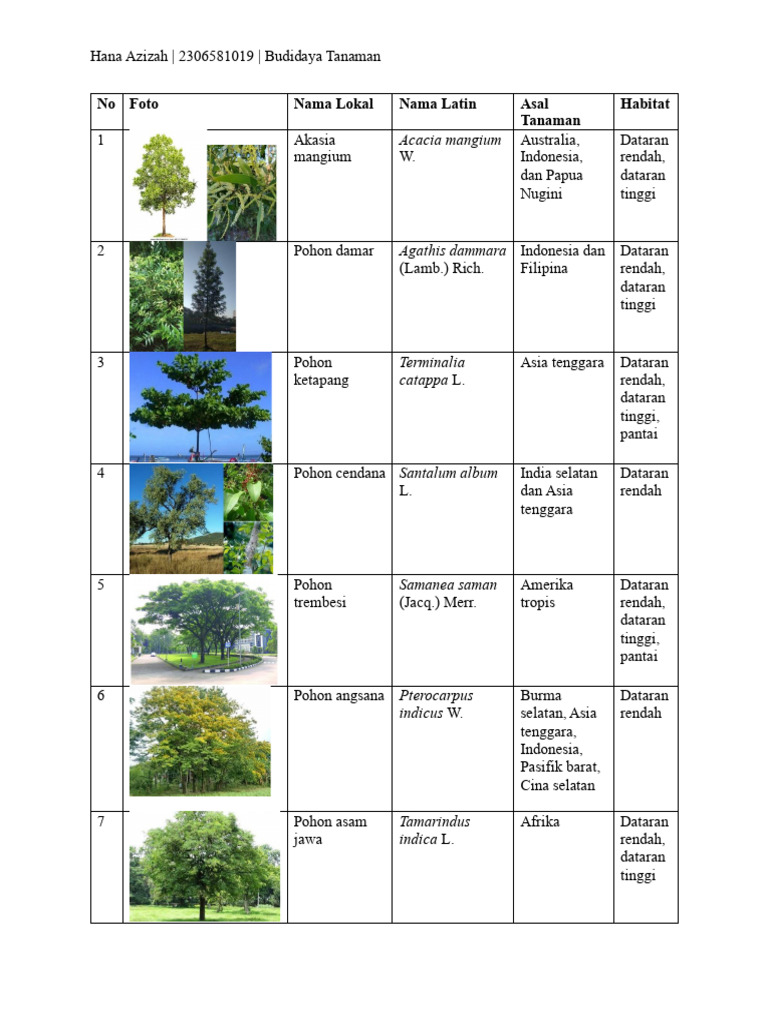 Budidaya Tanaman 019 Hana Azizah 50 Tanaman | PDF