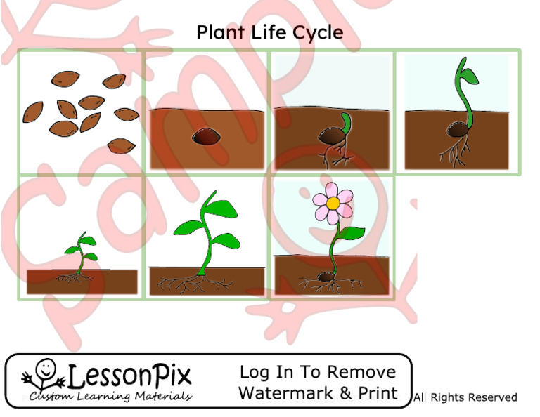 Plant+Life+Cycle-material_22941367 | PDF