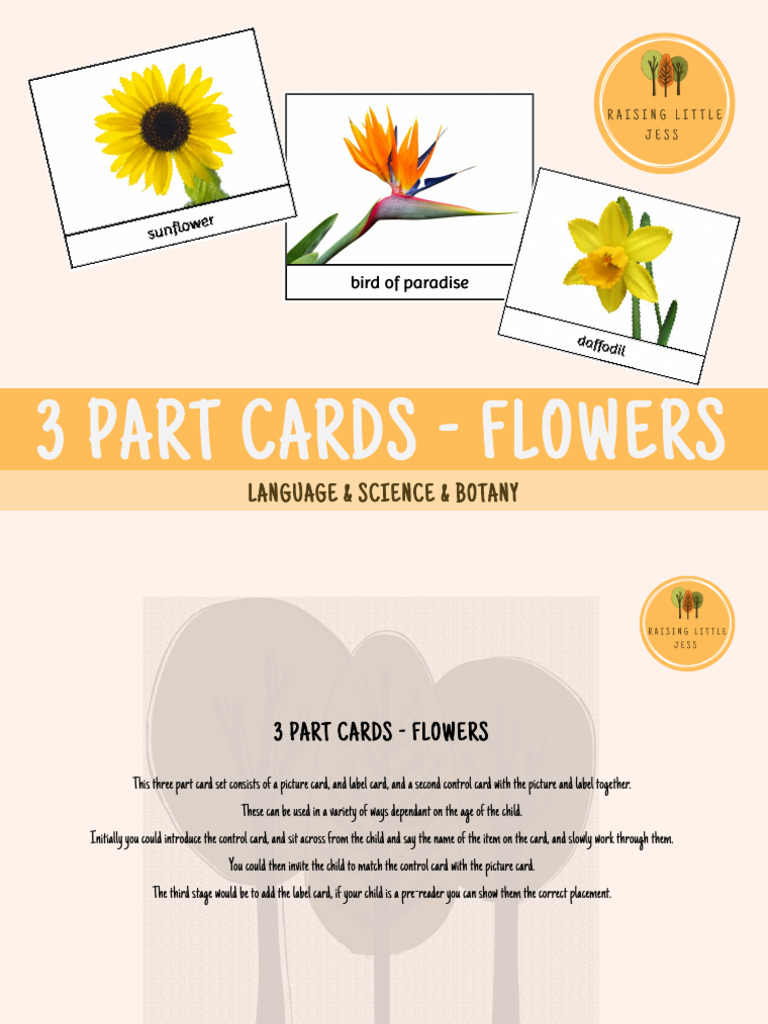 3 Part Cards - Flowers: Language & Science & Botany | PDF