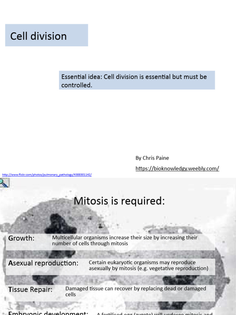 Cell Divison | PDF | Mitosis | Chromosome