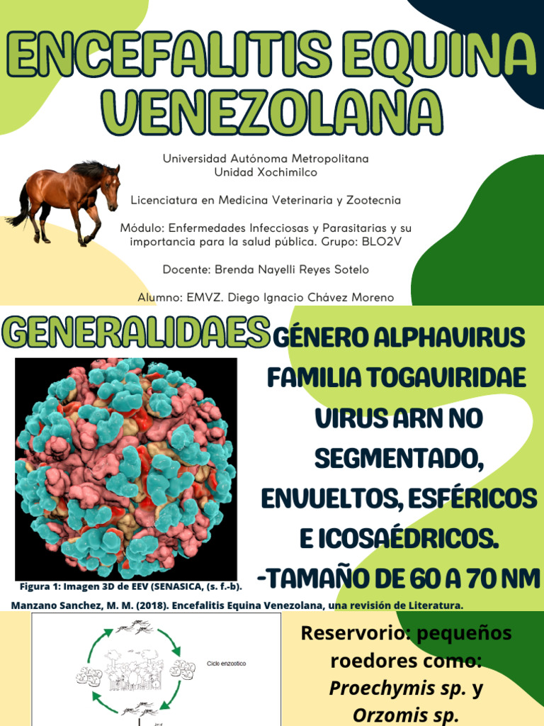 Encefalitis Equina Venezolana: Tratamiento y Signos | PDF ...