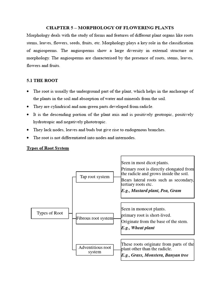 Chapter 5 Morphology of Flowering Plants (Content) | PDF | Leaf | Seed