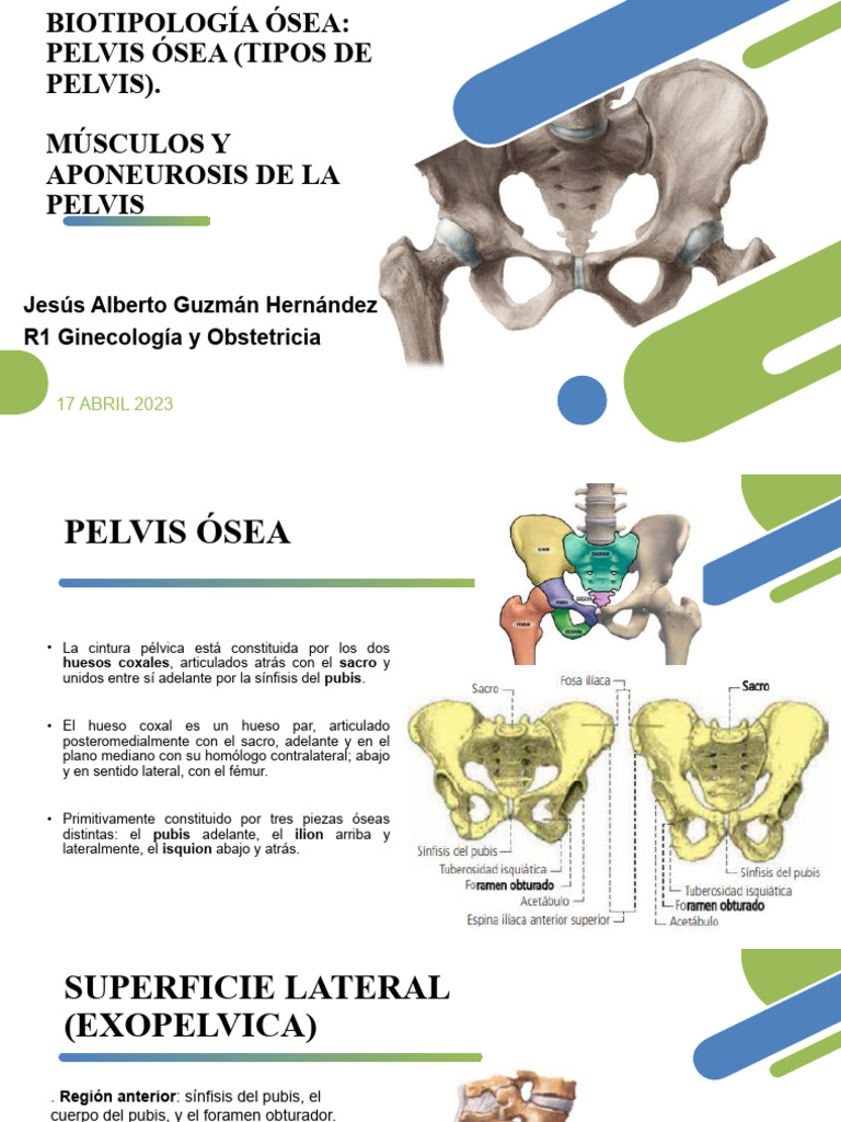 Tipos y Anatomía de la Pelvis Ósea | PDF | Pelvis | Sistema esquelético