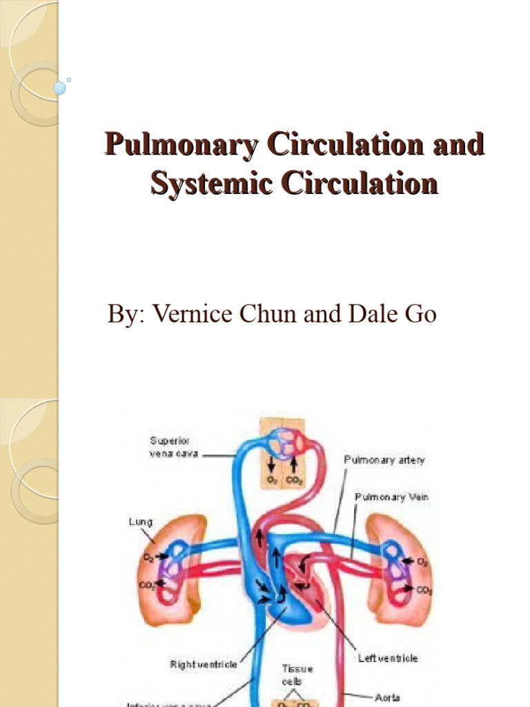 Pulmonary Circulation and Systemic Circulation | PDF | Vein | Heart