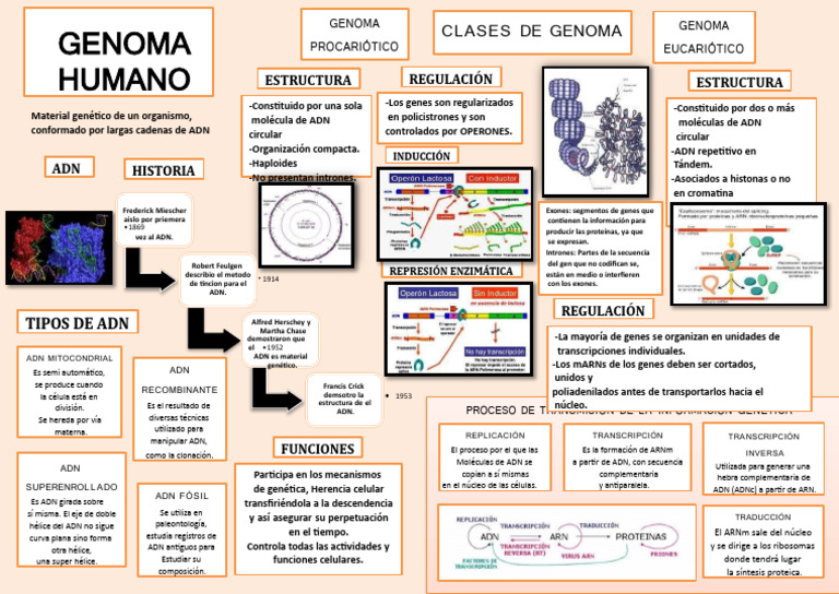 Tipos y Funciones del ADN en el Genoma | PDF | Adn | Genoma