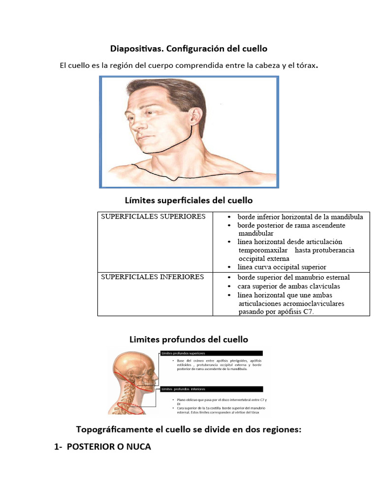 Configuración Del Cuello | PDF | Anatomía | Anatomía humana