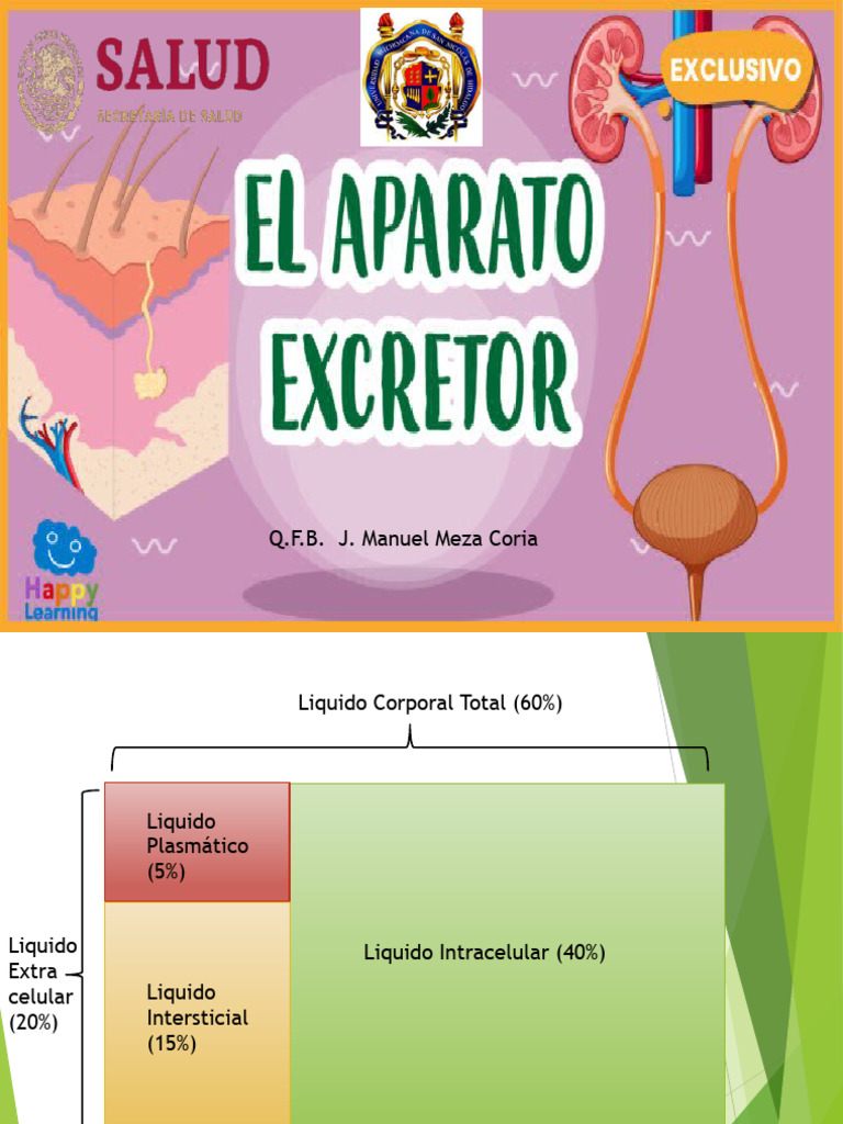 Aparato Excretor | PDF | Riñón | Sistema urinario