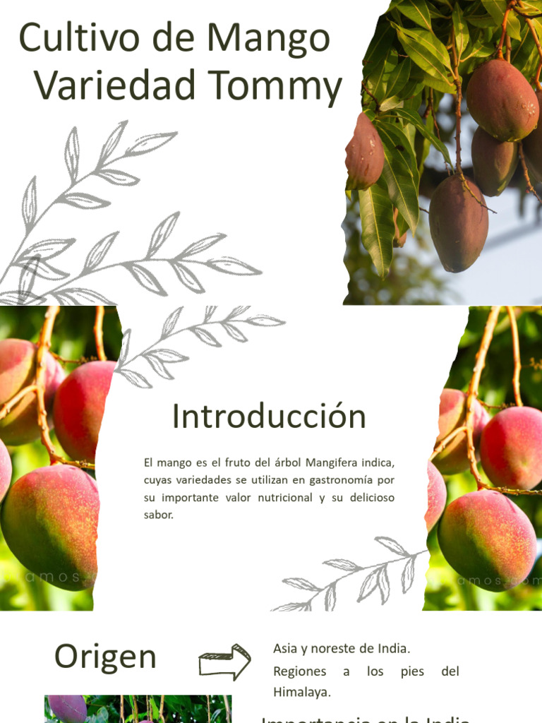 Cultivo y Manejo de la Variedad Tommy de Mango | PDF | Mango | Botánica