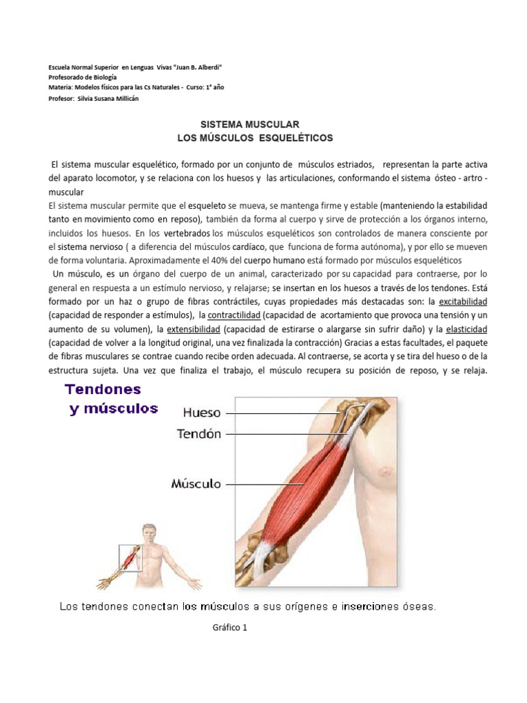 Musculo y Articulaci-N | PDF | Articulación | Músculo