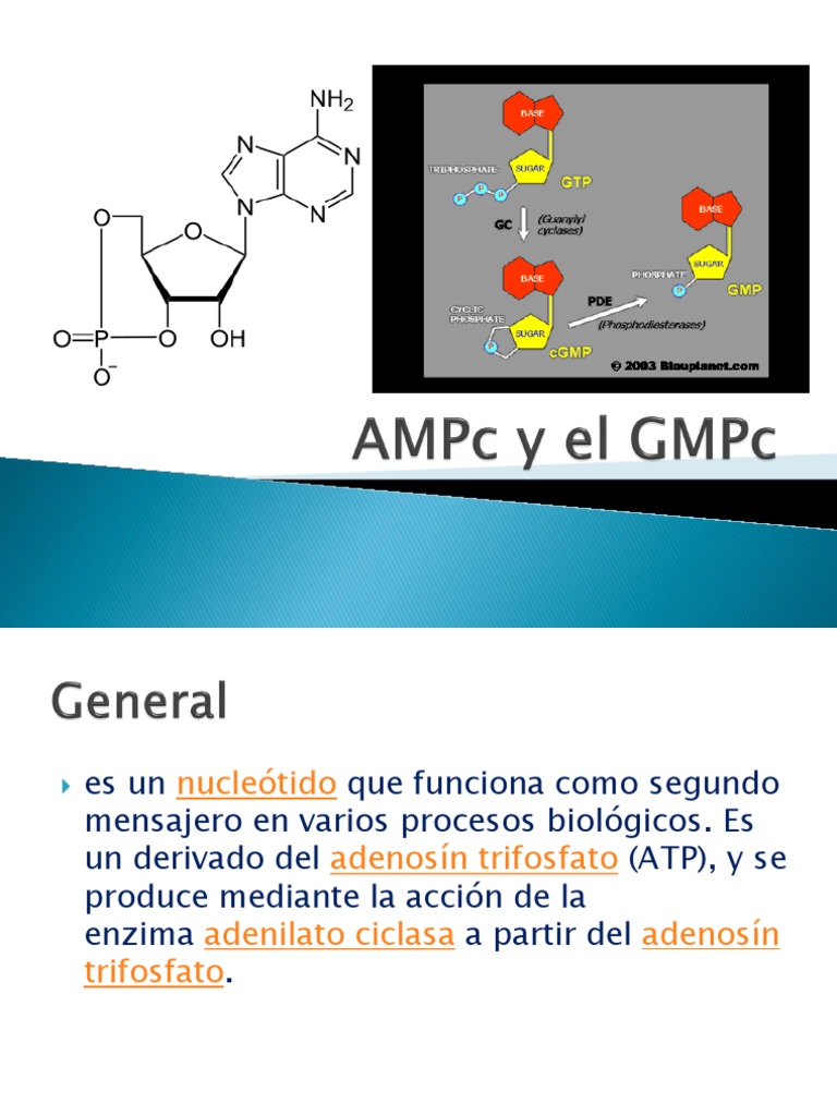 AMPc y GMPc: Funciones y Síntesis | PDF | Procesos celulares | Biología