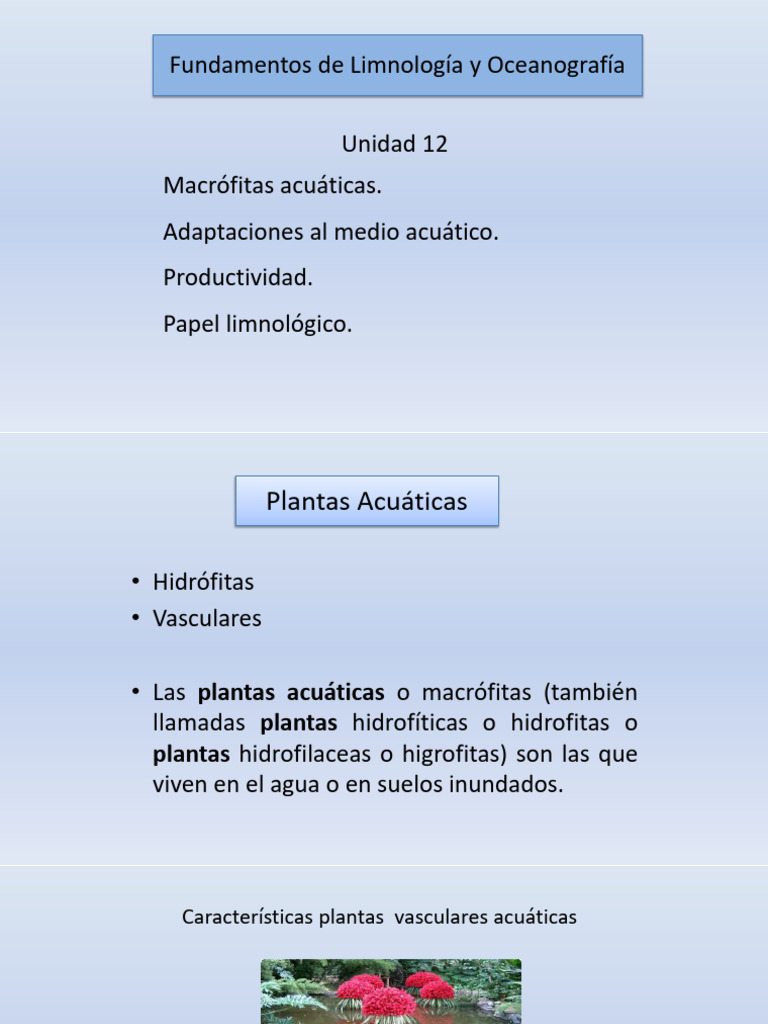 U12-Macrofitas Acuaticas | PDF | Hoja | Plantas