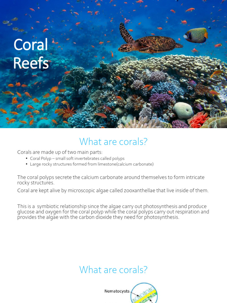 Coral Reefs | PDF | Coral Reef | Coral