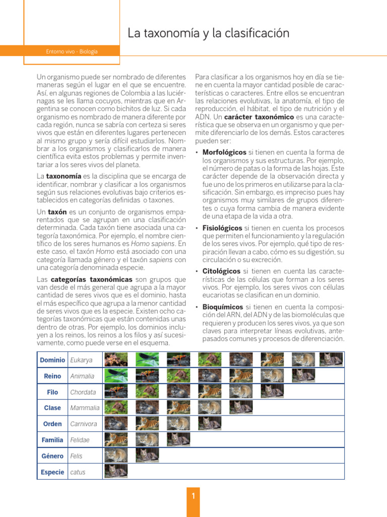 Current Classification in Living Beings Ninth Grade | PDF | Taxonomía ...