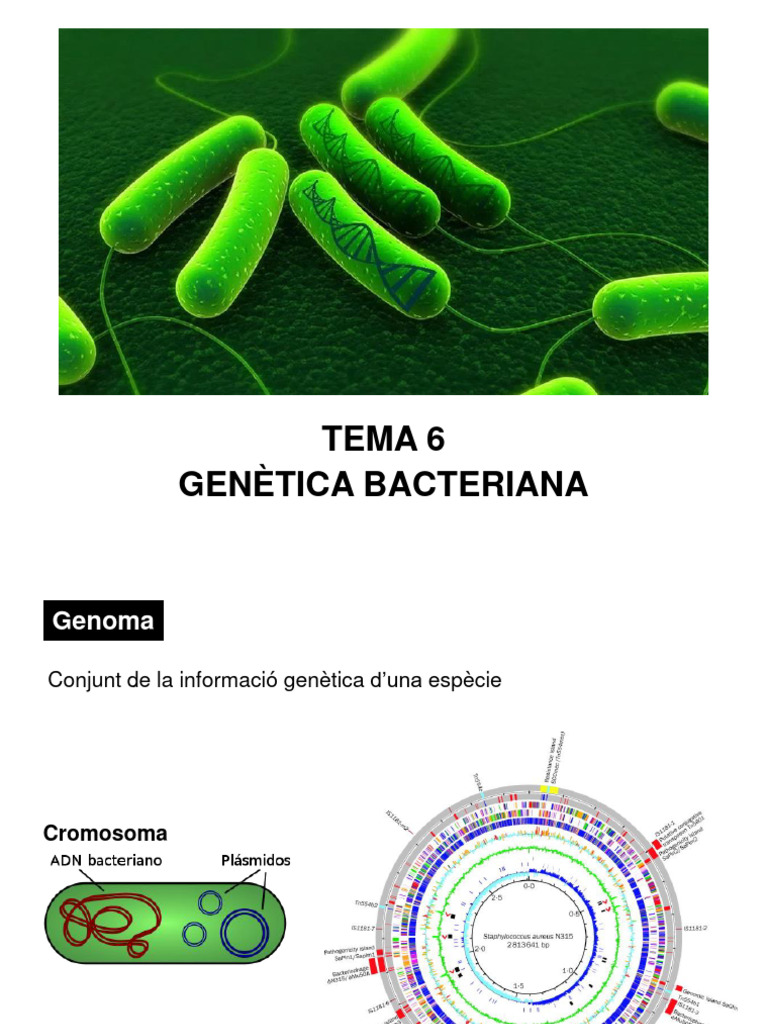 Tema 6 Genetica NHD Val | PDF