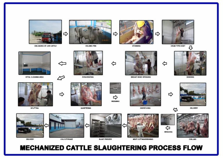 Cattle Slaughtering Process Flow | PDF