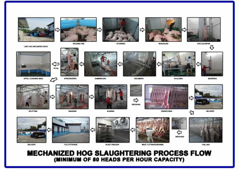 Hog Slaughtering Process Flow | PDF