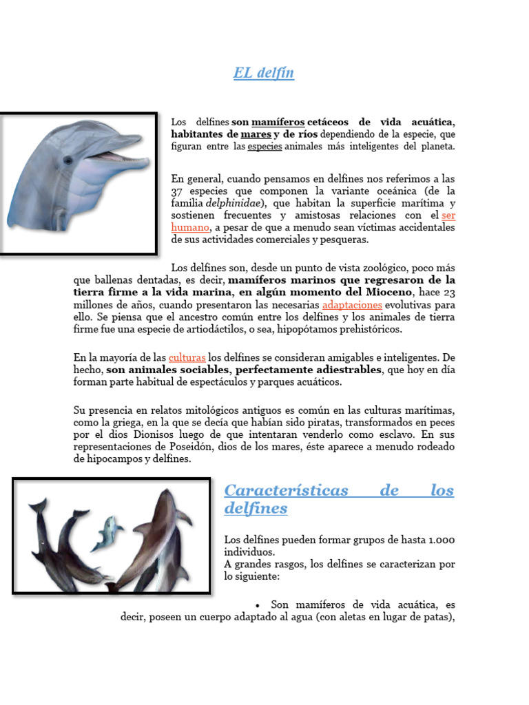 Los Delfines | PDF | Zoología
