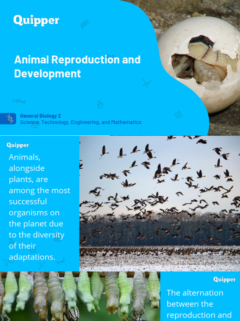 1.2 Animals Reproduction and Development | PDF | Embryo | Fertilisation