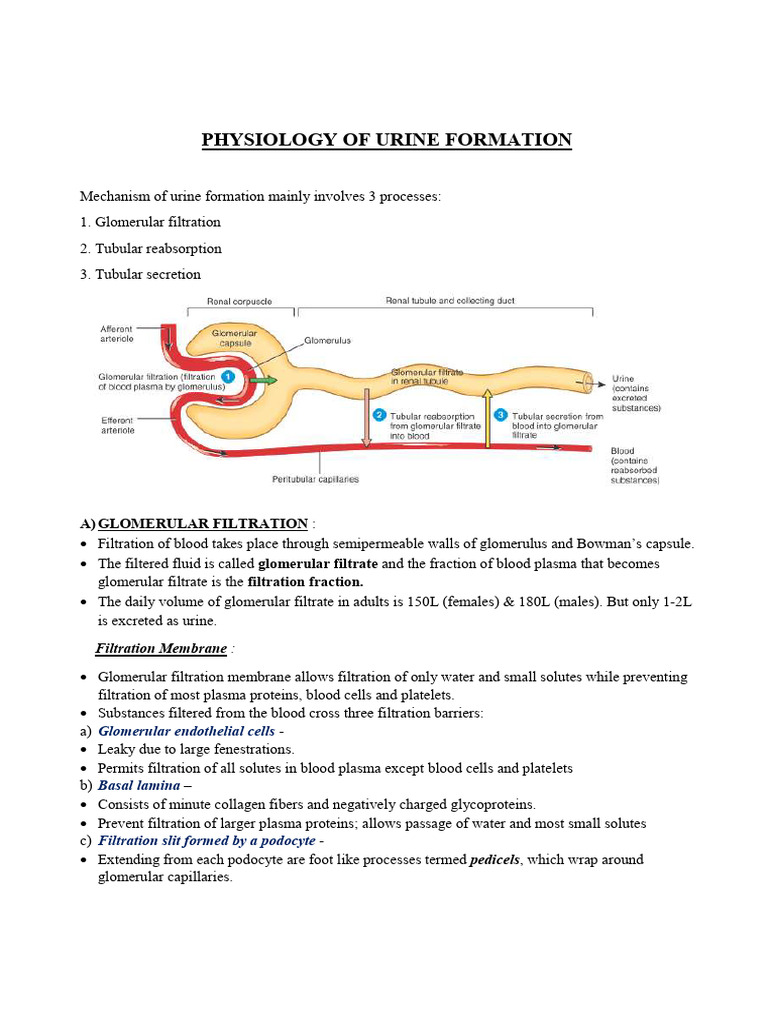 Urine Formation & Micturition Reflex | PDF | Urination | Kidney